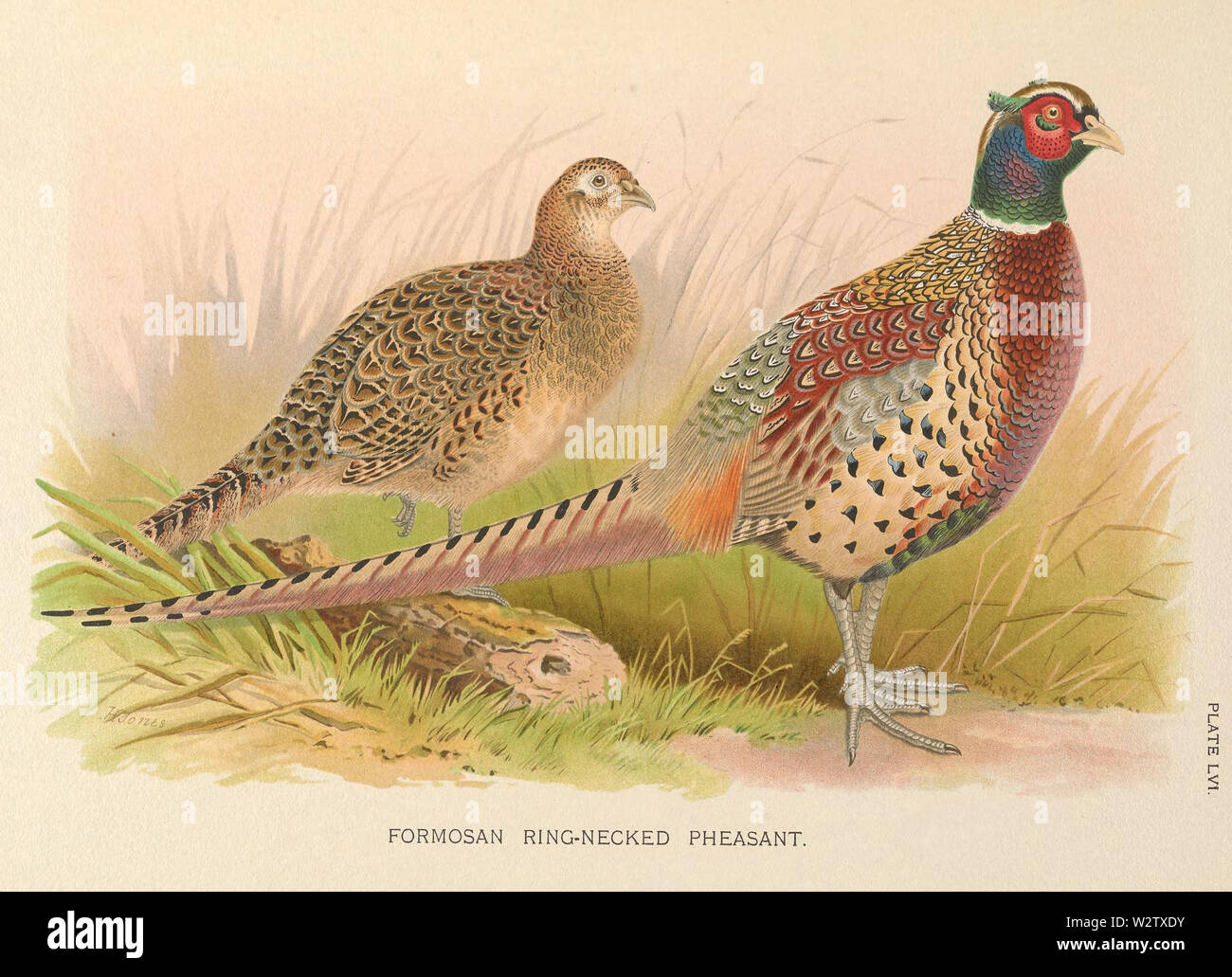 Formosan ring necked pheasant hi-res stock photography and images - Alamy