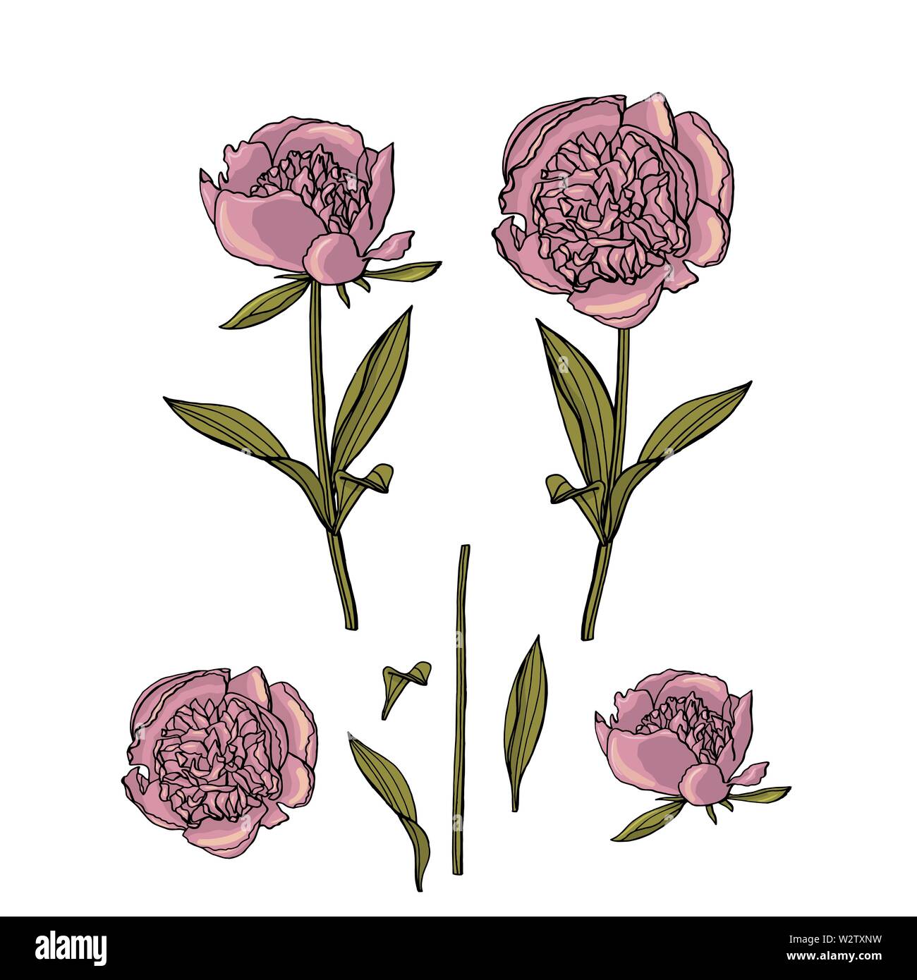 hand drawn peony flower. floral design element isolated on white ...