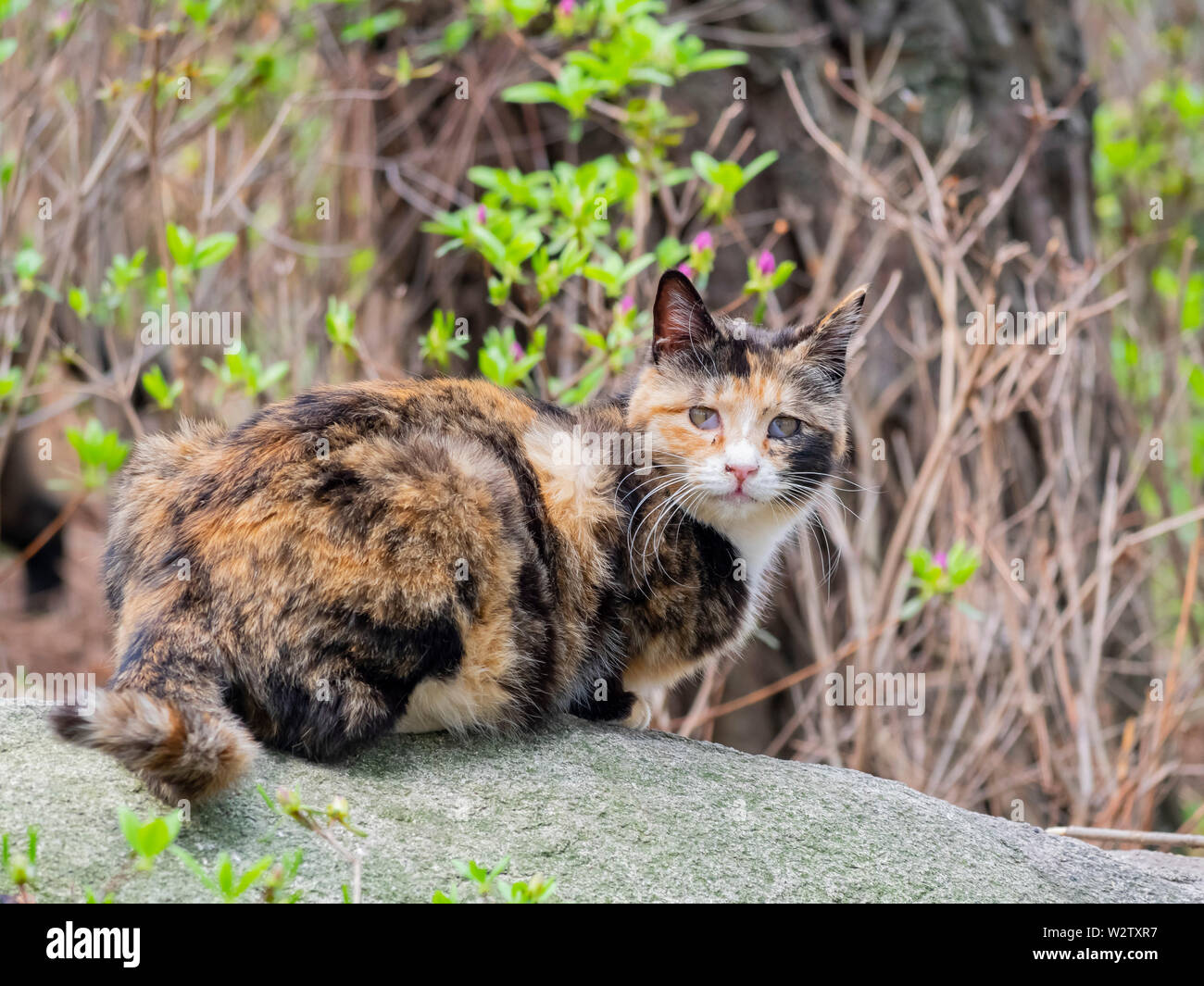 Beautiful wild cat hi-res stock photography and images - Alamy