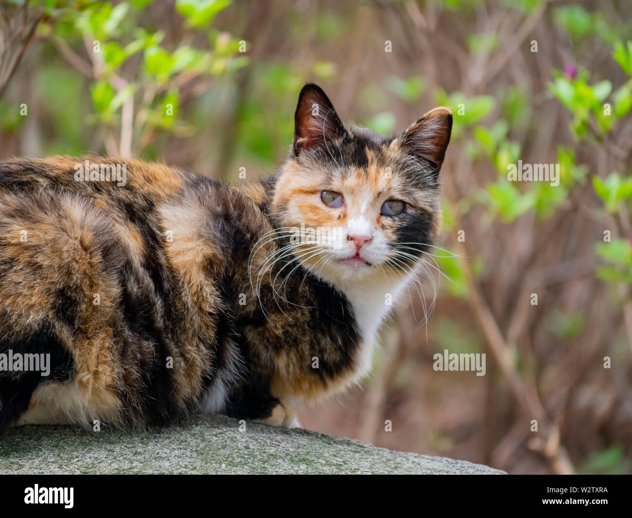 Close up shot of a beautiful wild cat at Busan, South Korea Stock Photo ...