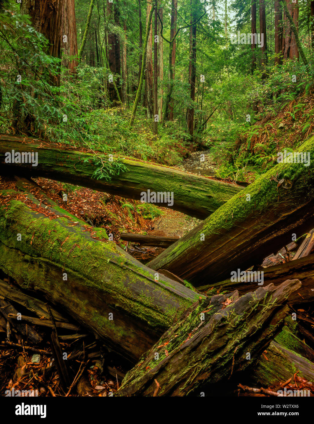 Downed redwoods hi-res stock photography and images - Alamy