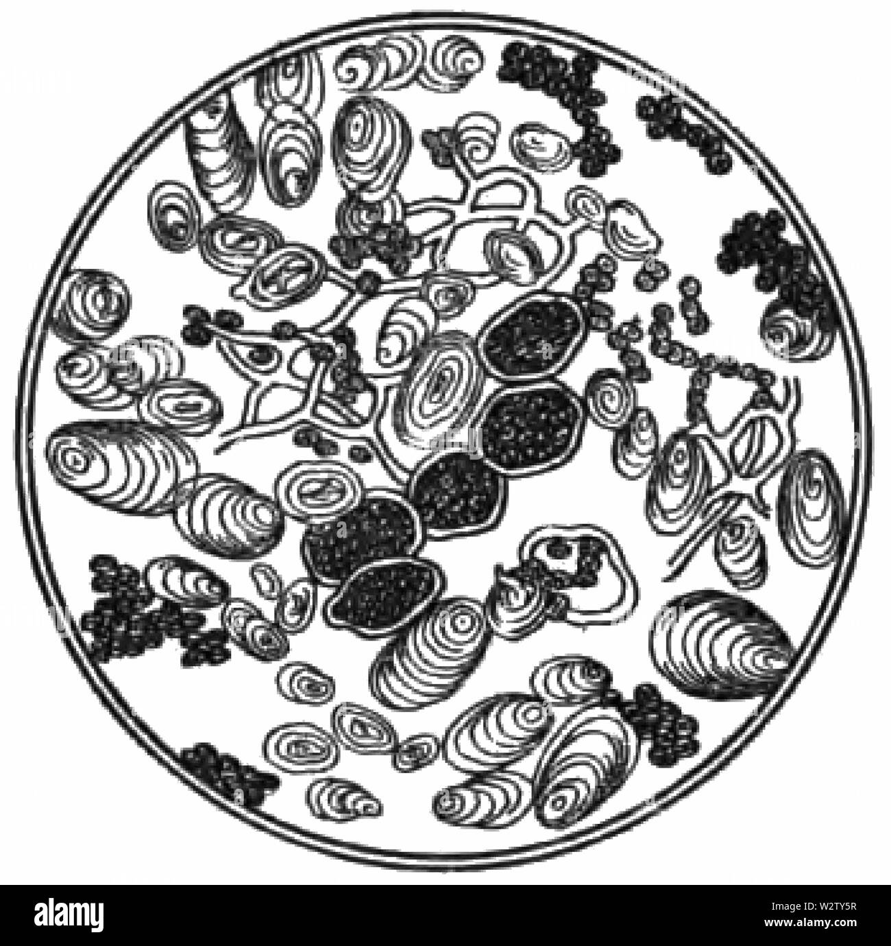 Potato starch Black and White Stock Photos & Images - Alamy