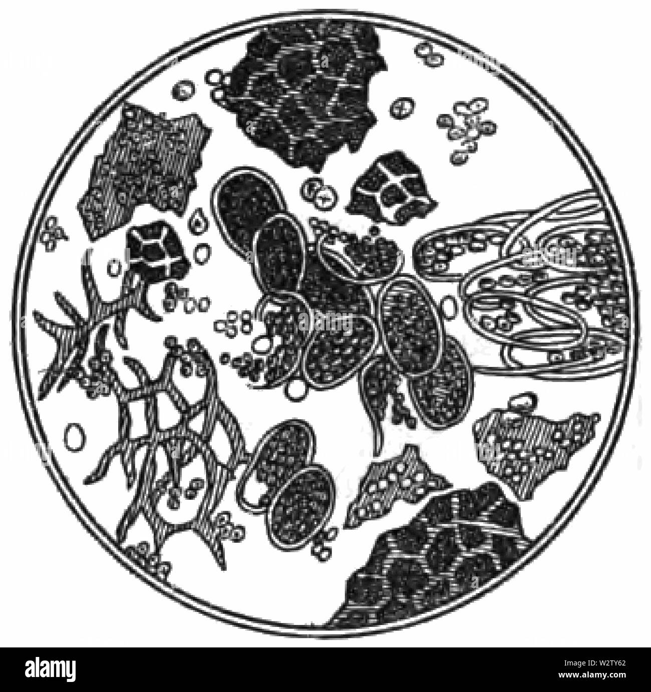 Decorticated hi-res stock photography and images - Alamy