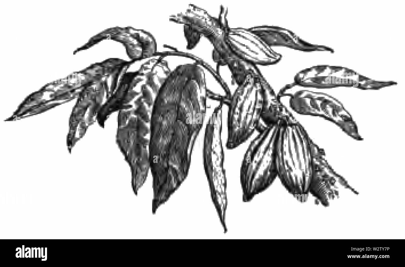 Theobroma cacao tree Cut Out Stock Images & Pictures - Alamy