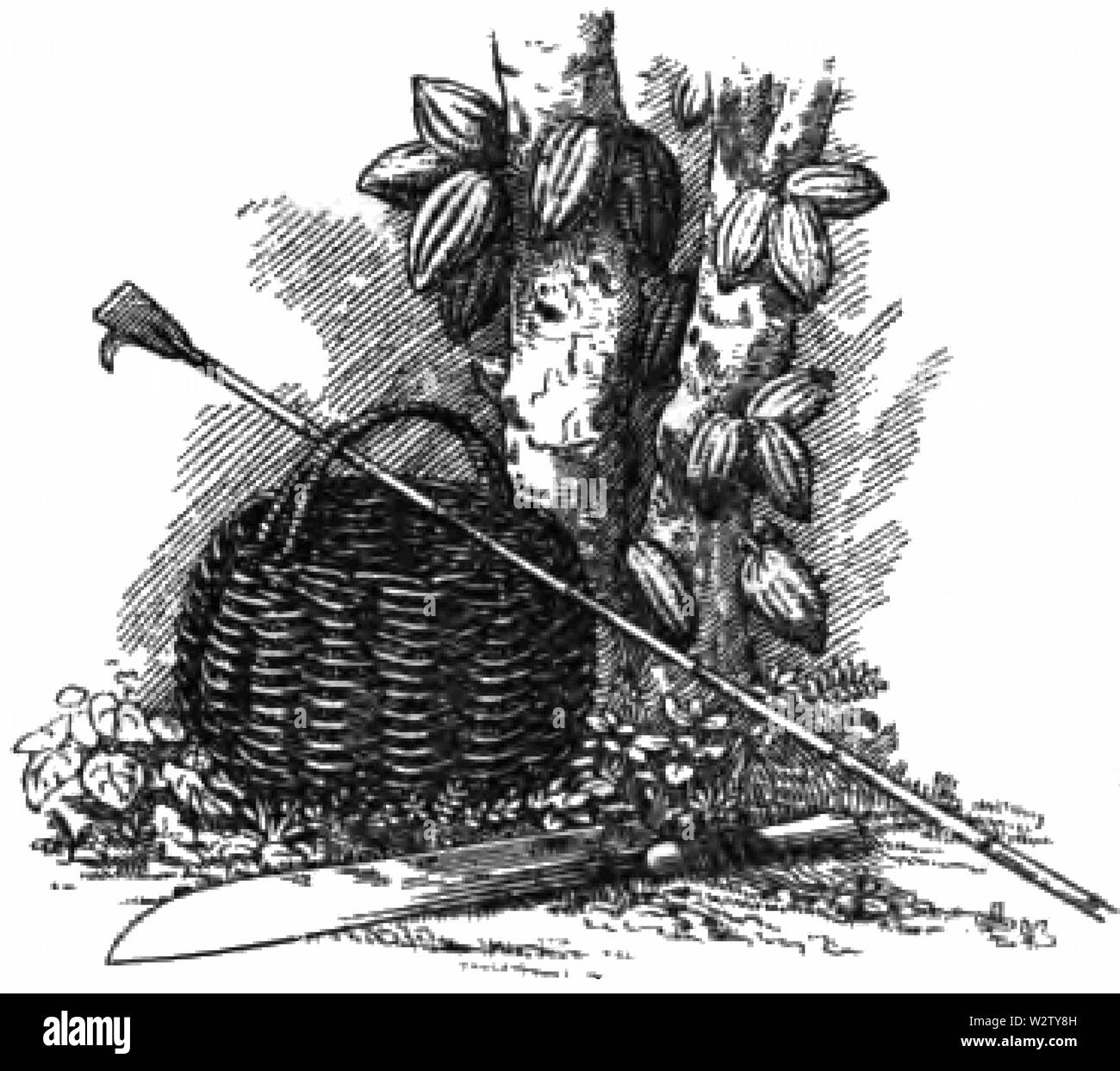 Harvesting cocoa Black and White Stock Photos & Images - Alamy