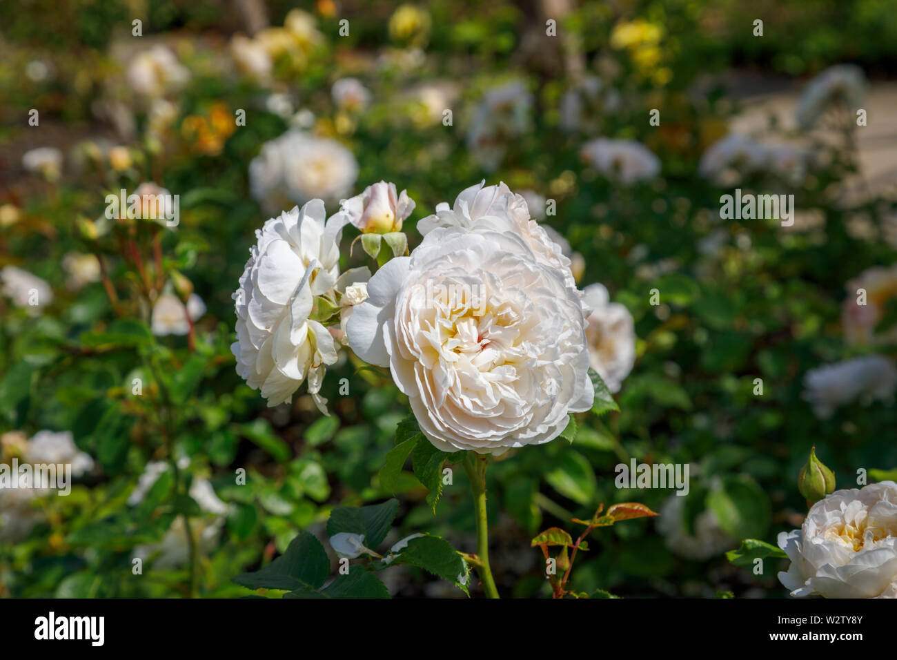 David Austin rose 'Emily Bronte' (Ausearnshaw), white becoming soft ...