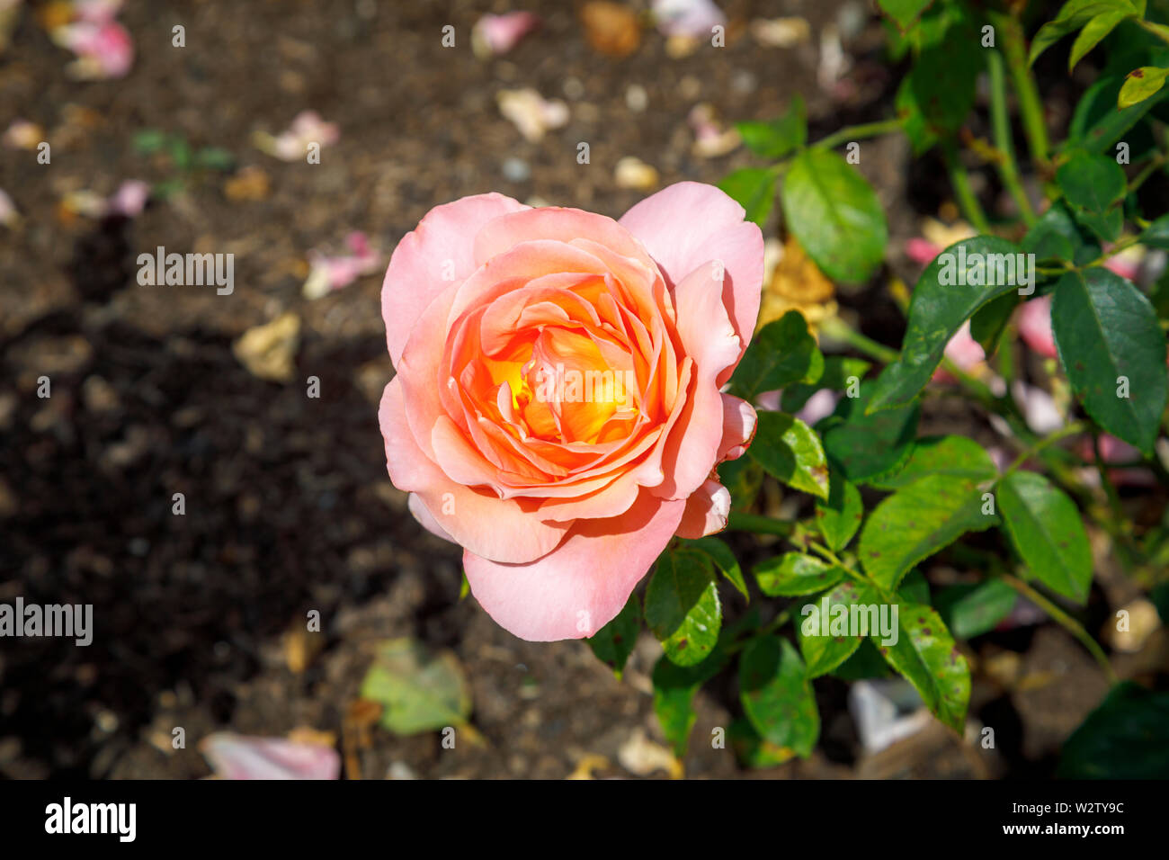Single pink hybrid tea shrub rose 'Lovely Lady' in flower in summer in ...