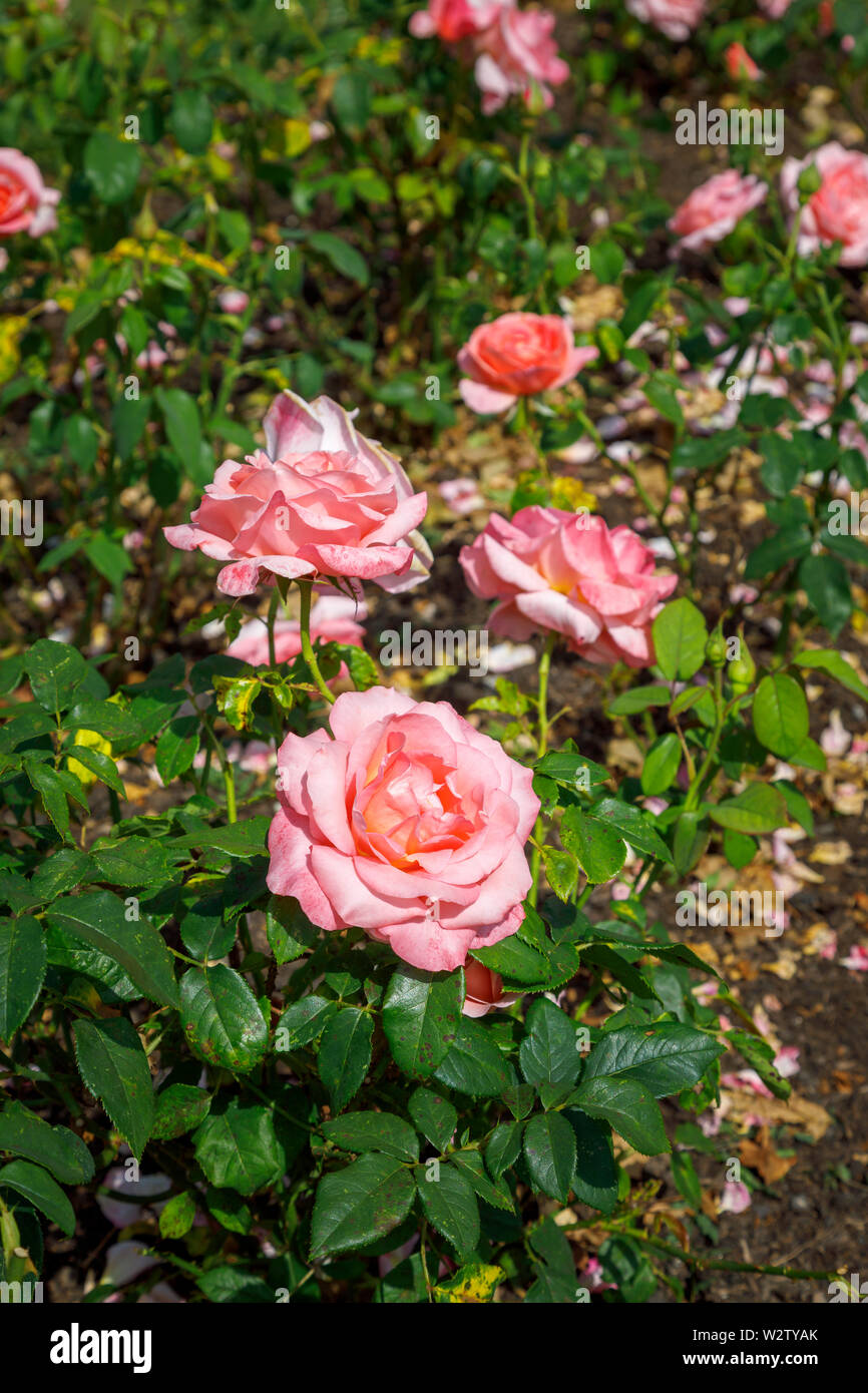 Big rose garden hi-res stock photography and images - Alamy