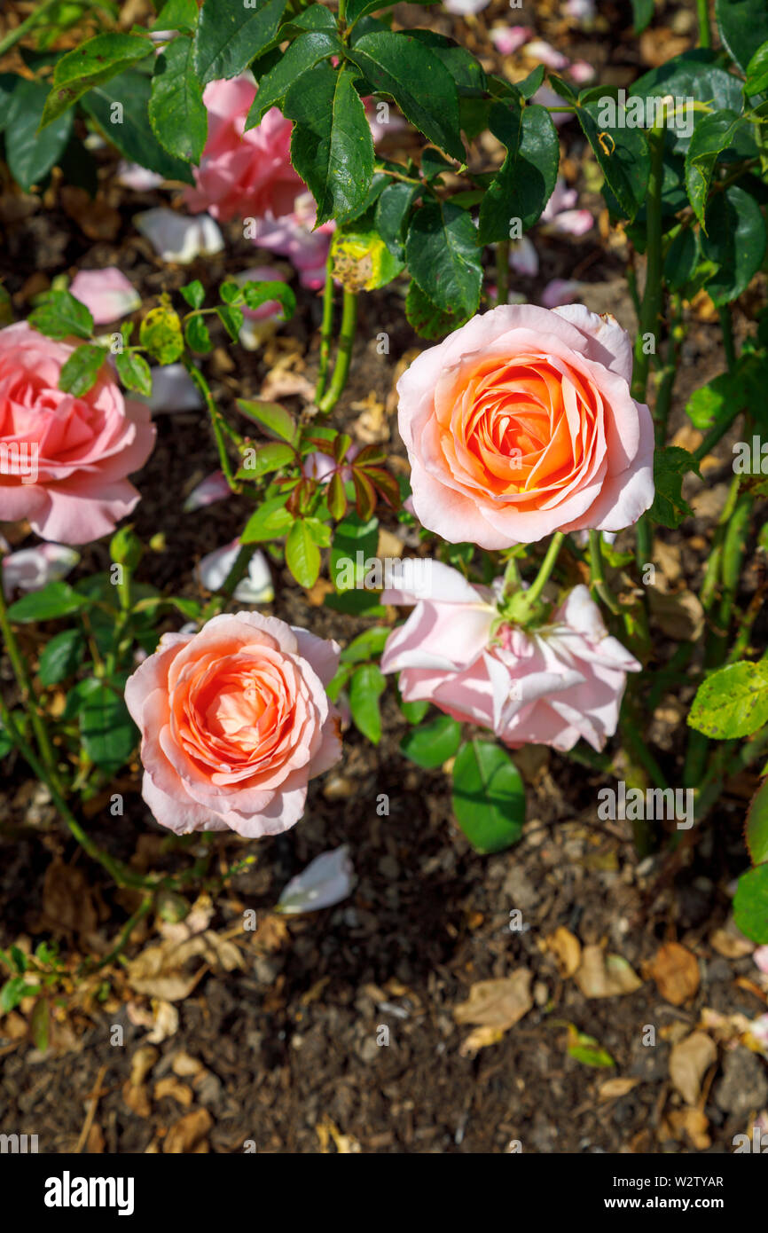 Pink hybrid tea shrub rose 'Lovely Lady' in flower in summer in Mrs ...