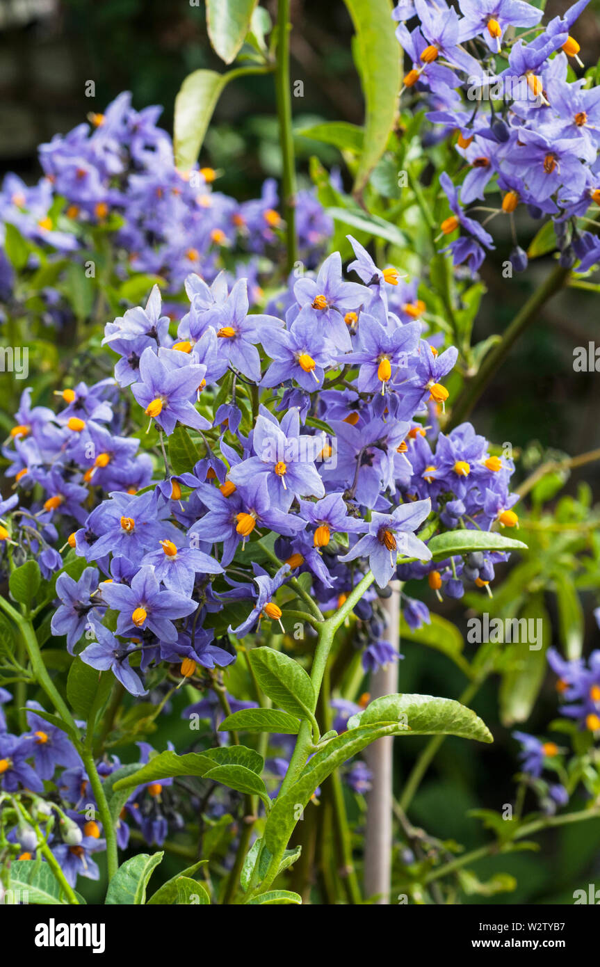 Potato tree hi-res stock photography and images - Alamy