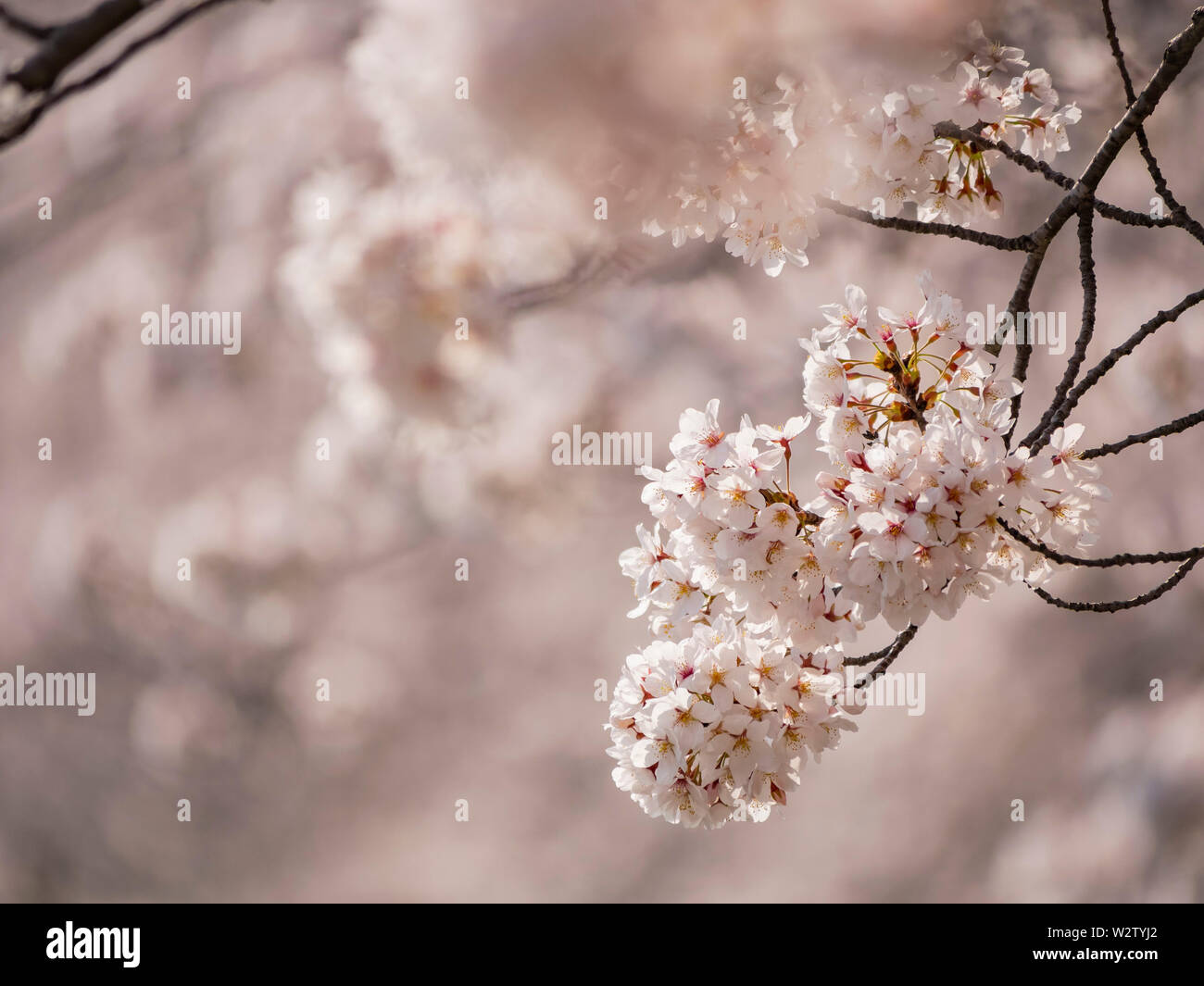 Beautiful cherry tree blossom around the famous Bomun Lake at Busan ...