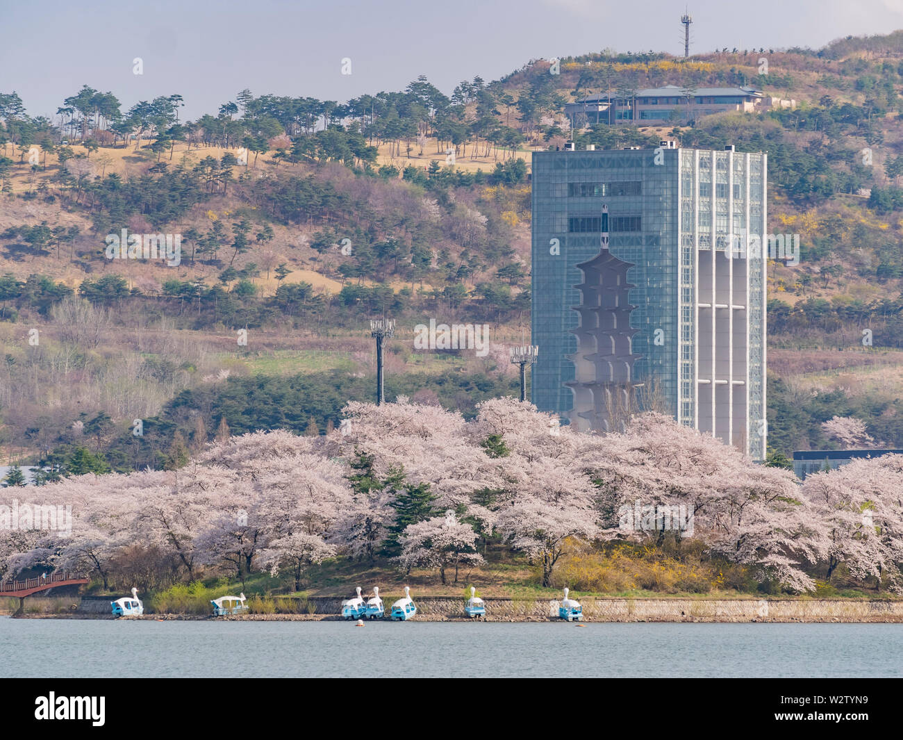 Beautiful cherry tree blossom around the famous Bomun Lake at Busan ...