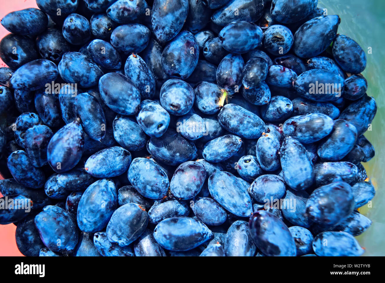 Lonicera Edulis High Resolution Stock Photography and Images - Alamy