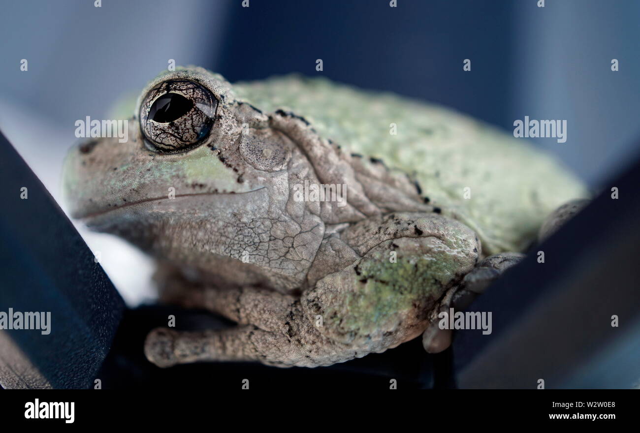 Sunny tree frog hi-res stock photography and images - Alamy