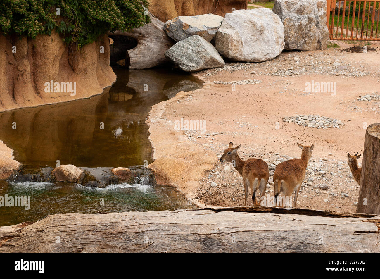 Herbivorous creature hi-res stock photography and images - Alamy