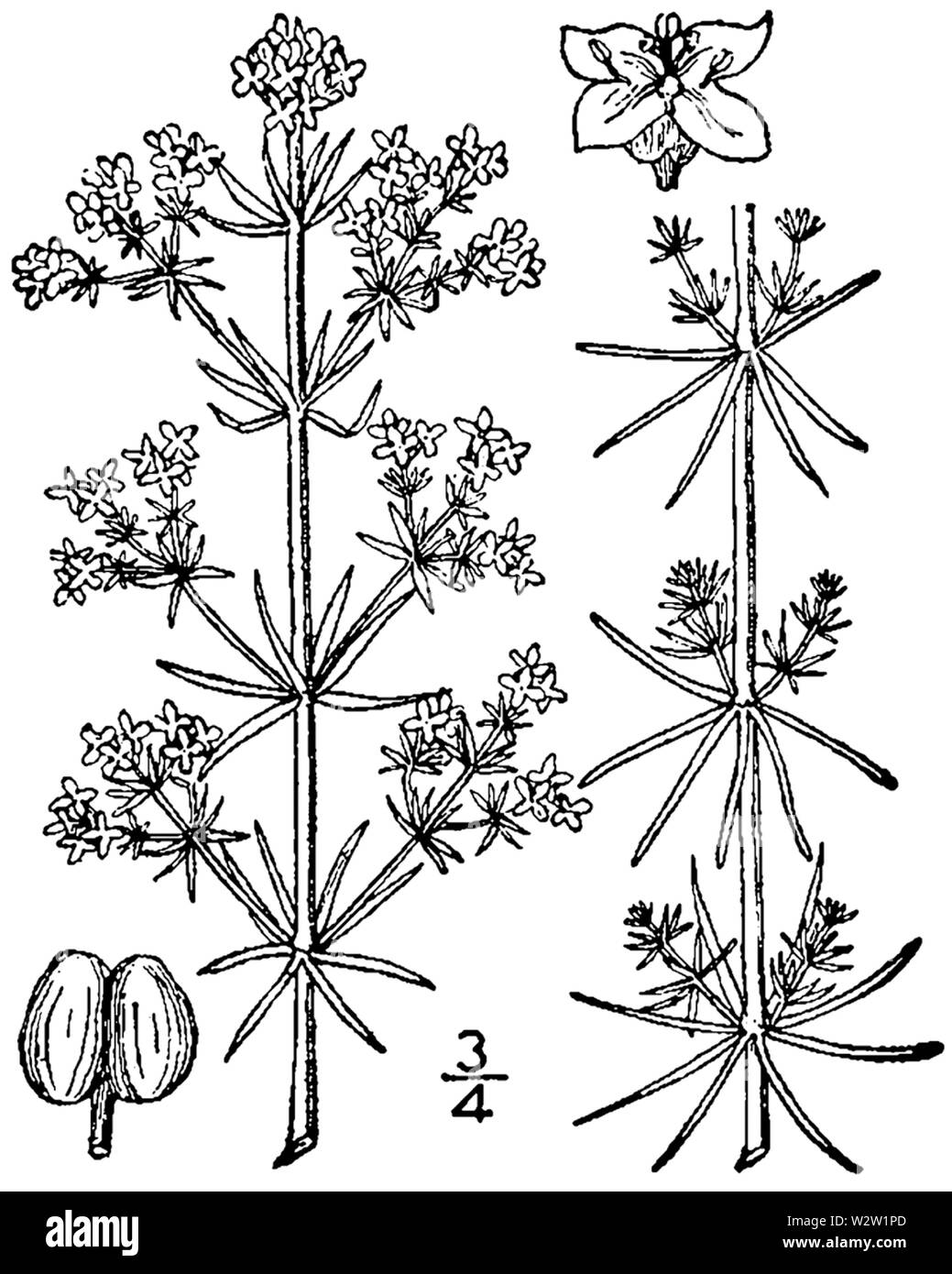 Galium verum BB-1913 Stock Photo - Alamy