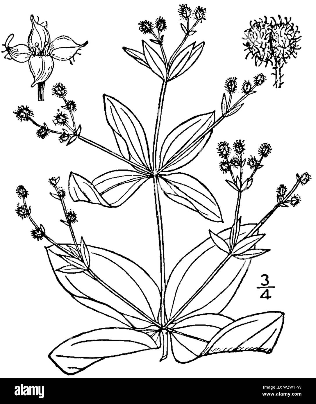 Galium circaezans drawing Stock Photo - Alamy