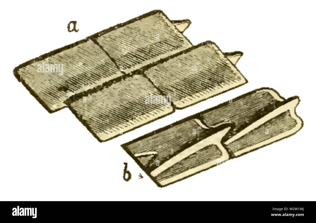 Ganoid hi-res stock photography and images - Alamy