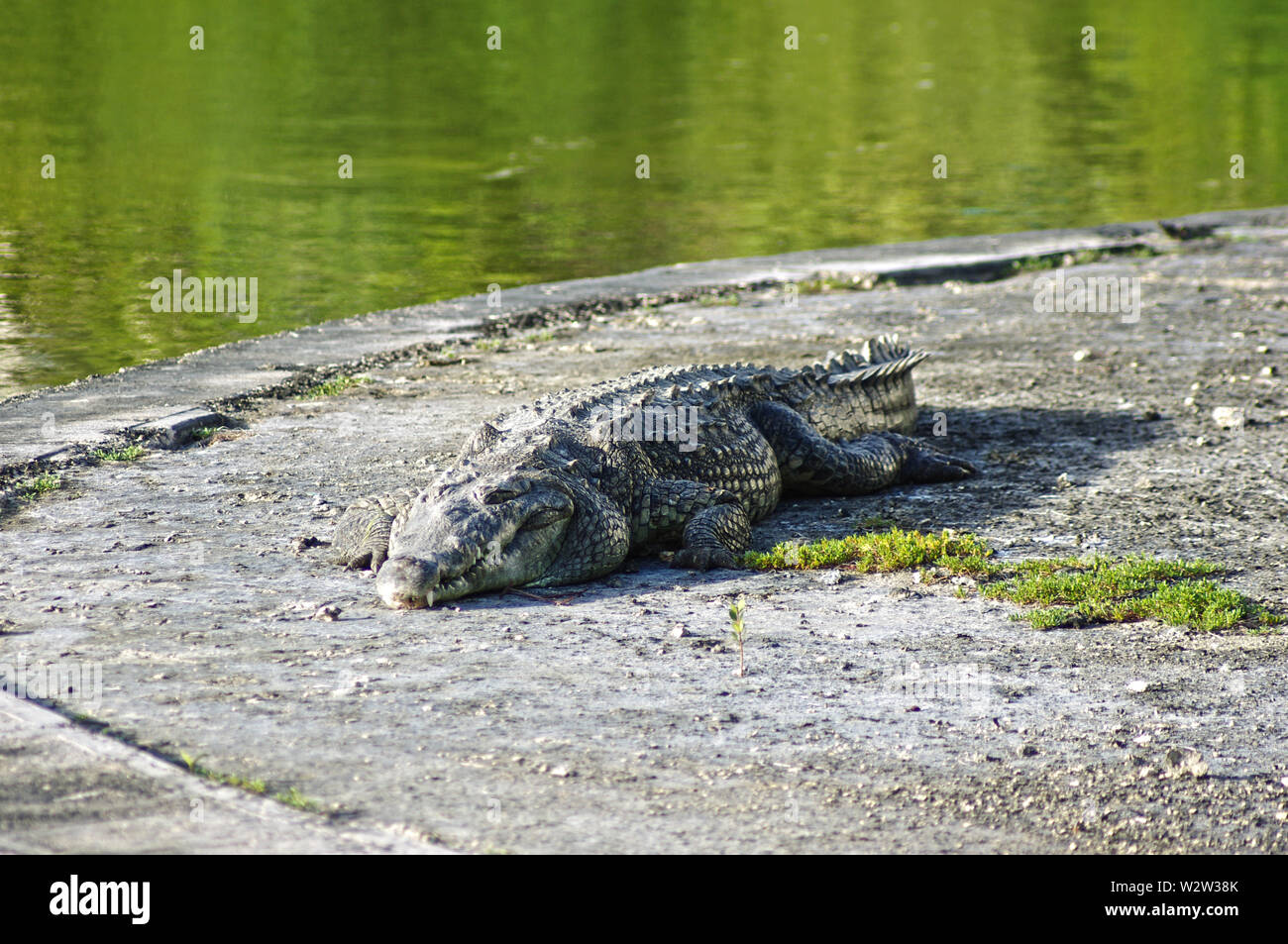 Crocodile basking in the sun Stock Photo - Alamy