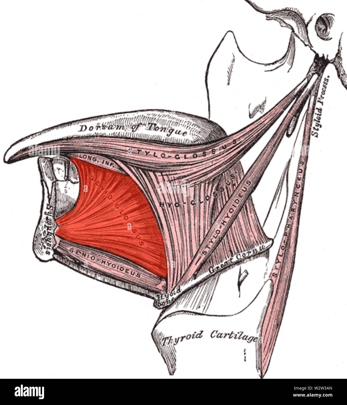 Genioglossus hi-res stock photography and images - Alamy