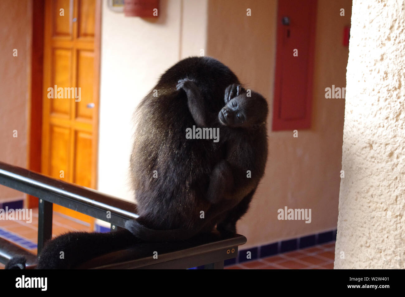 Howler monkey mexico hi-res stock photography and images - Alamy