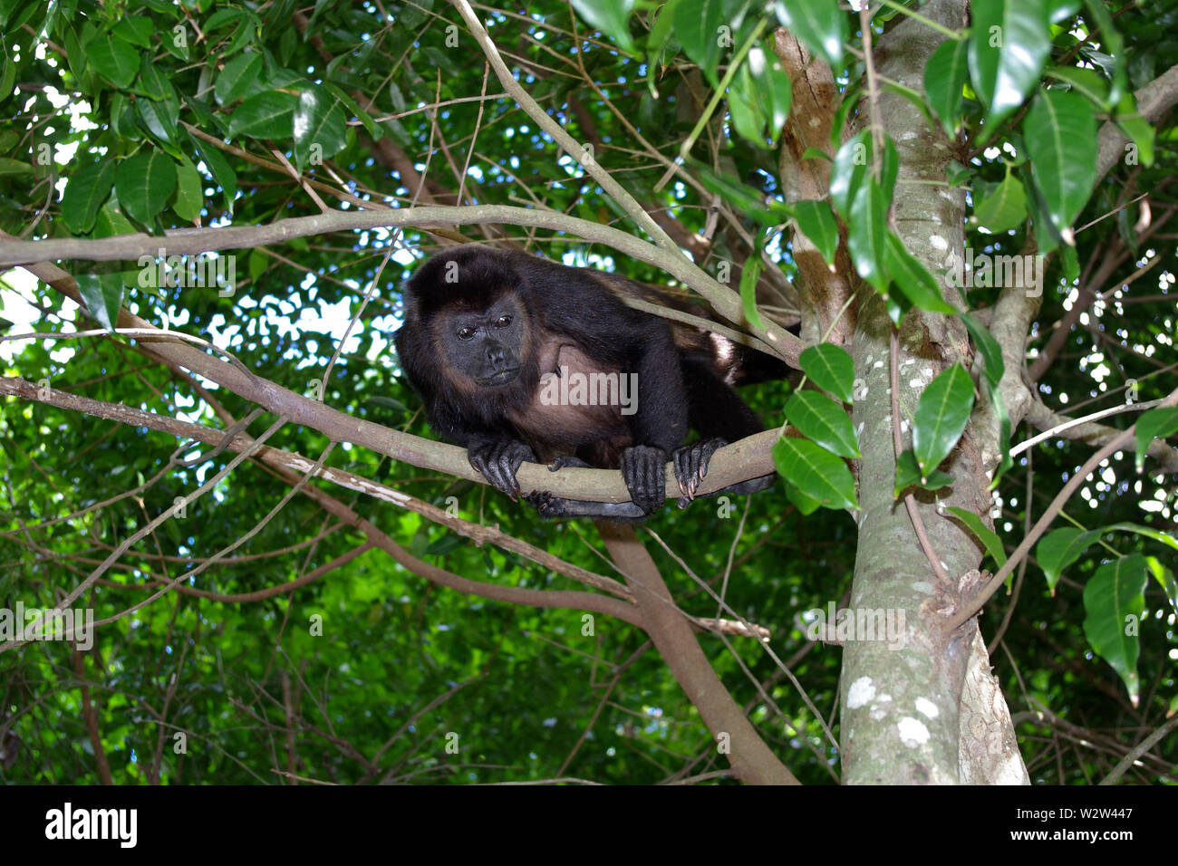 Mexican Howling Monkey Stock Photo - Alamy