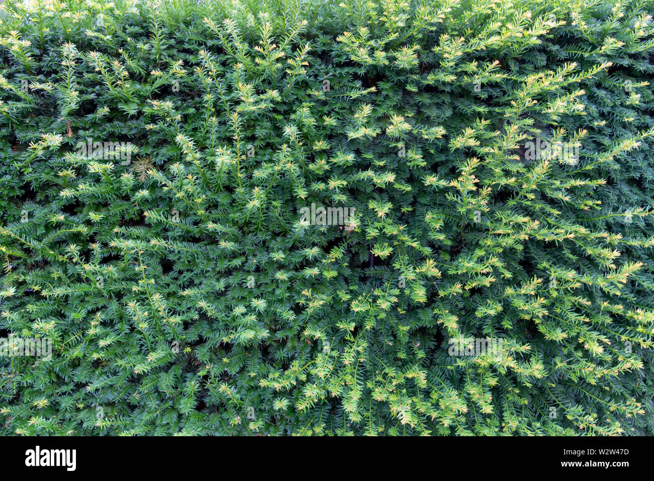 Green leaves wall texture hi-res stock photography and images - Alamy