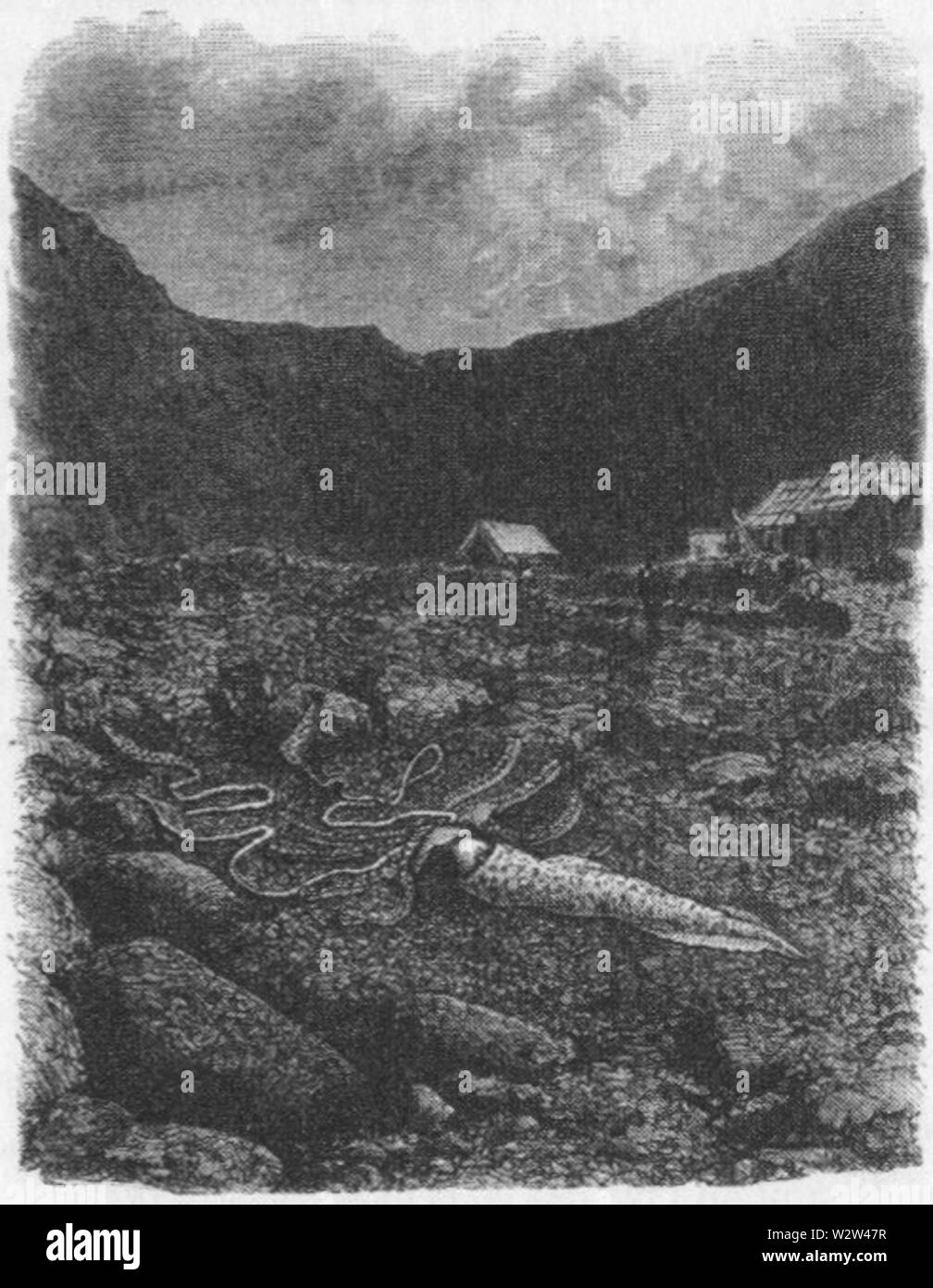 Giant squid 1875 Stock Photo - Alamy