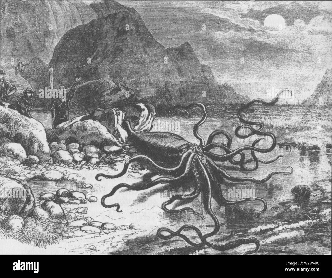 Life squid Black and White Stock Photos & Images - Alamy