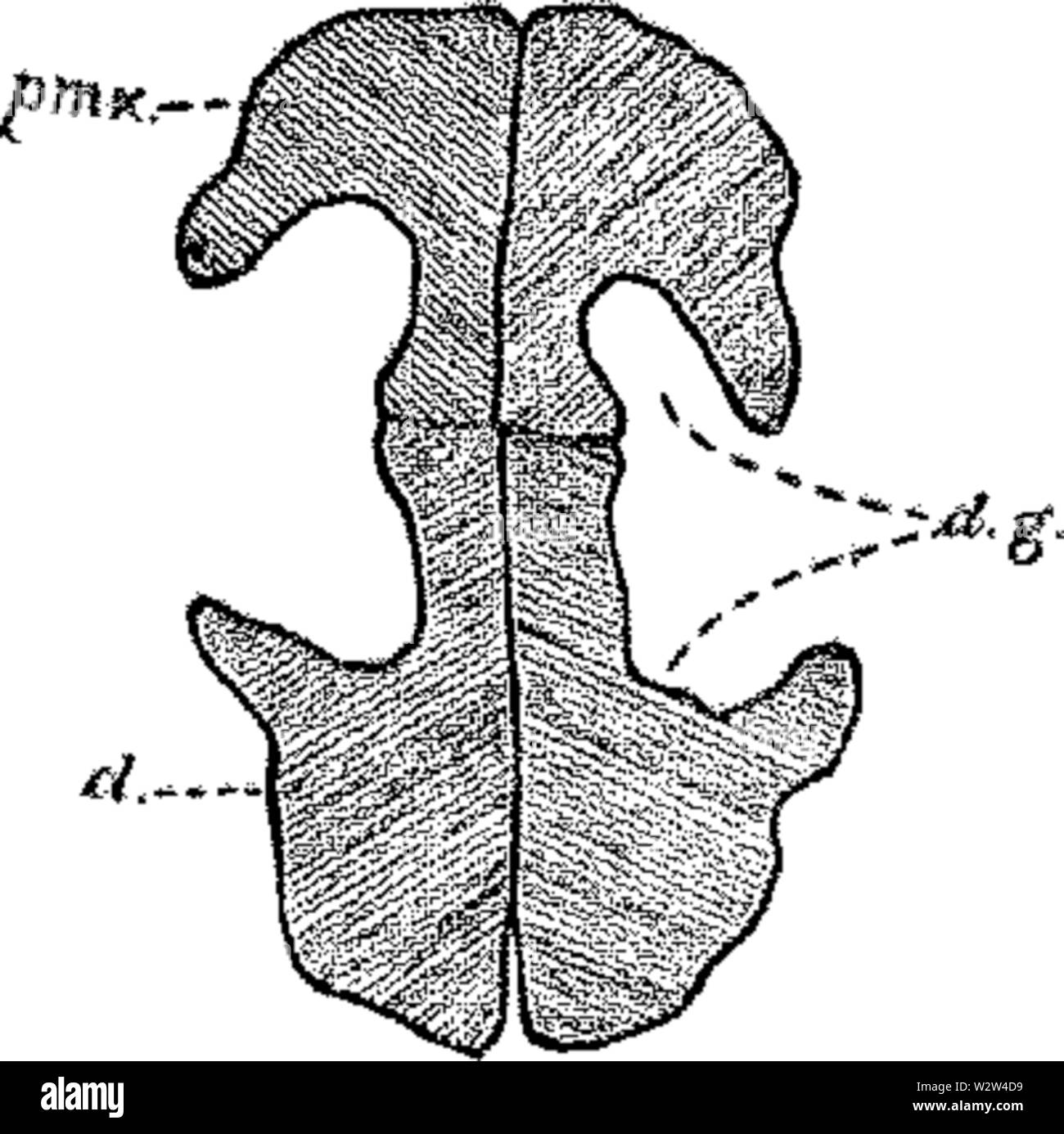Gilmore Notes on Osteology of Baptanodon Fig 5 Stock Photo - Alamy
