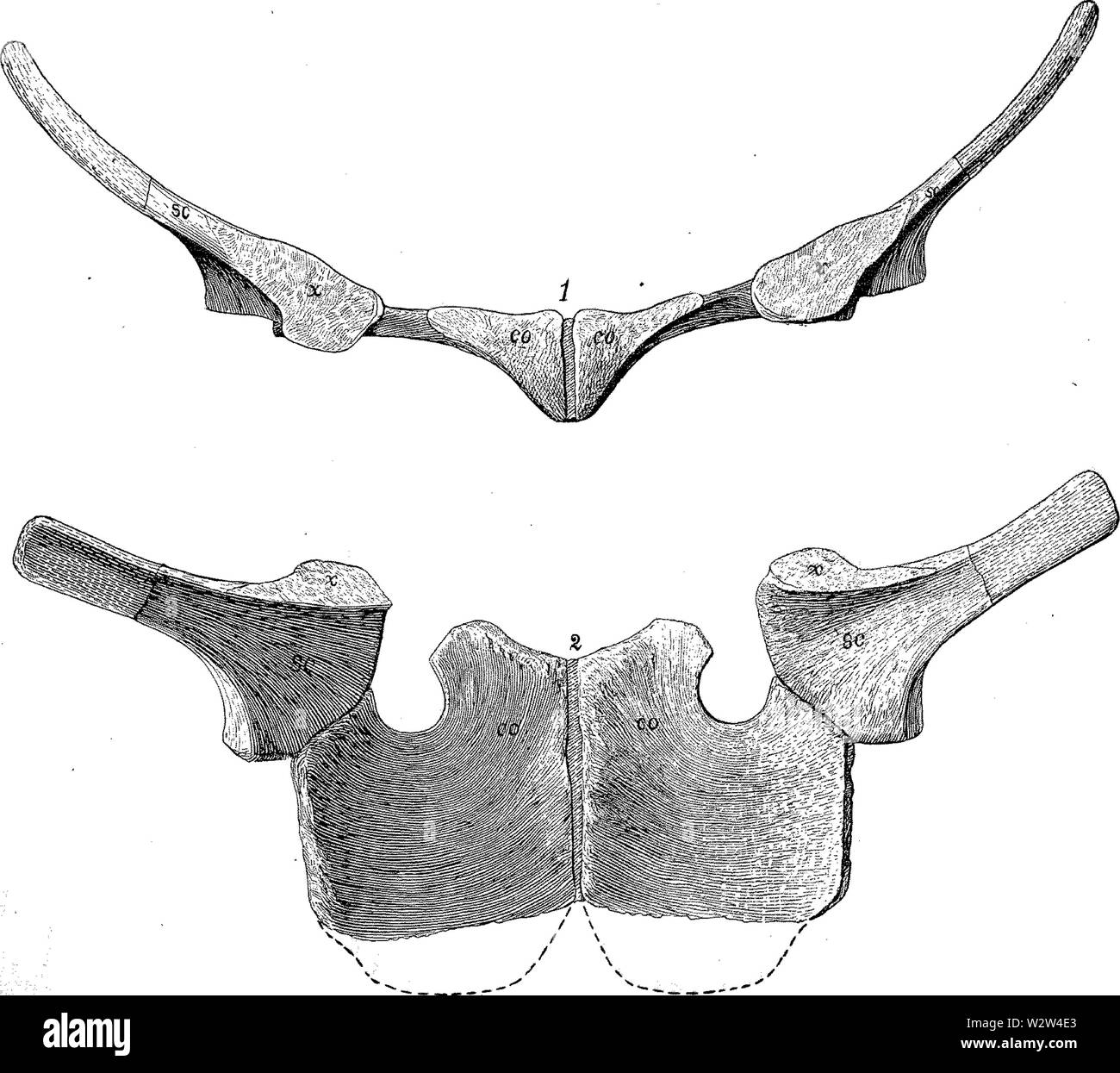 Gilmore Notes on Osteology of Baptanodon Plate XXXVIII Stock Photo - Alamy