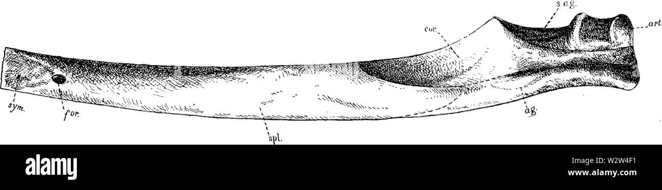 Gilmore Notes on Osteology of Baptanodon Fig 1 Stock Photo - Alamy