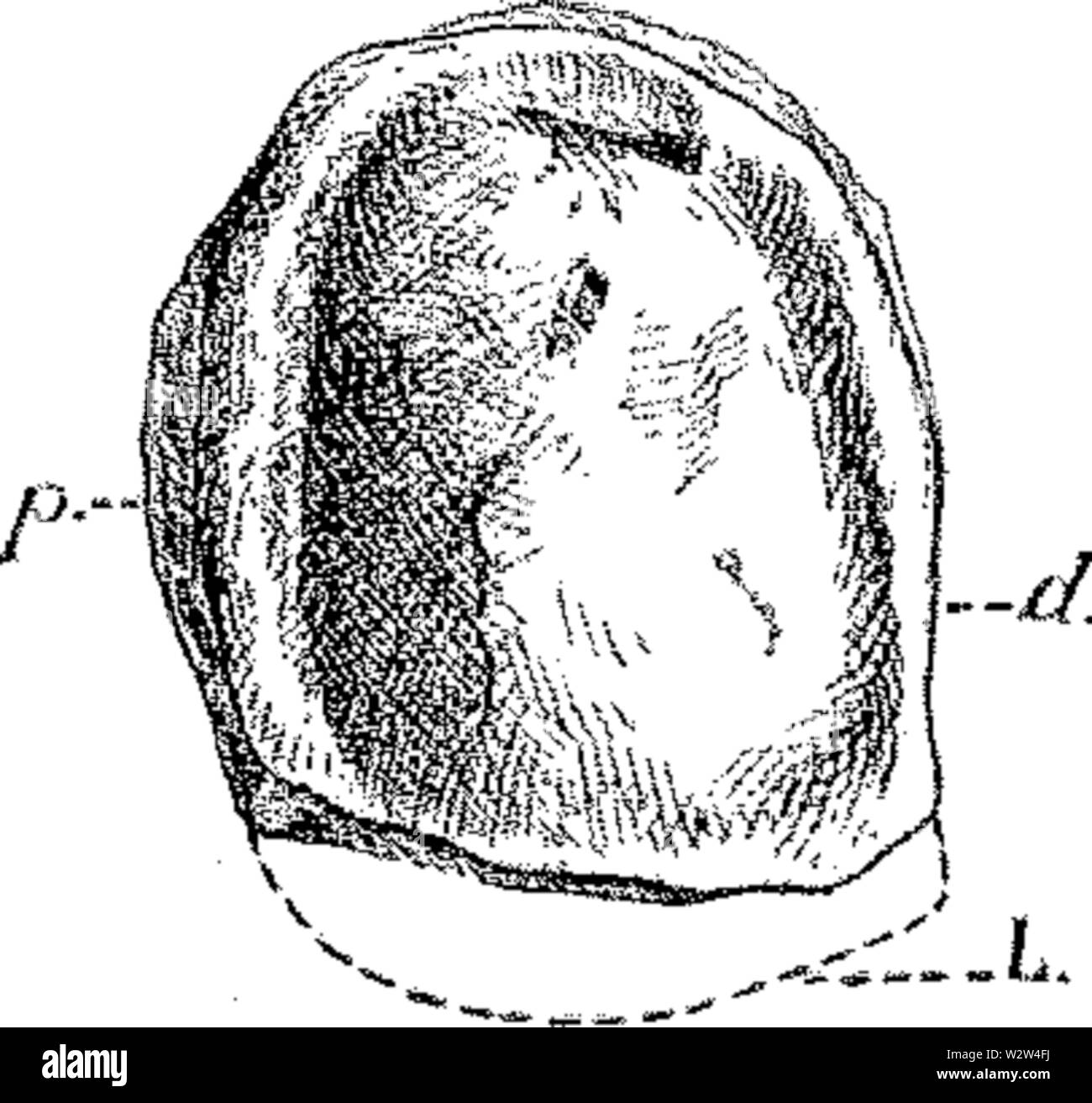 Gilmore Notes on Osteology of Baptanodon Fig 10 Stock Photo - Alamy