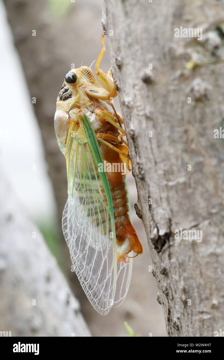 Macro image of a newly cicada molting process Stock Photo - Alamy
