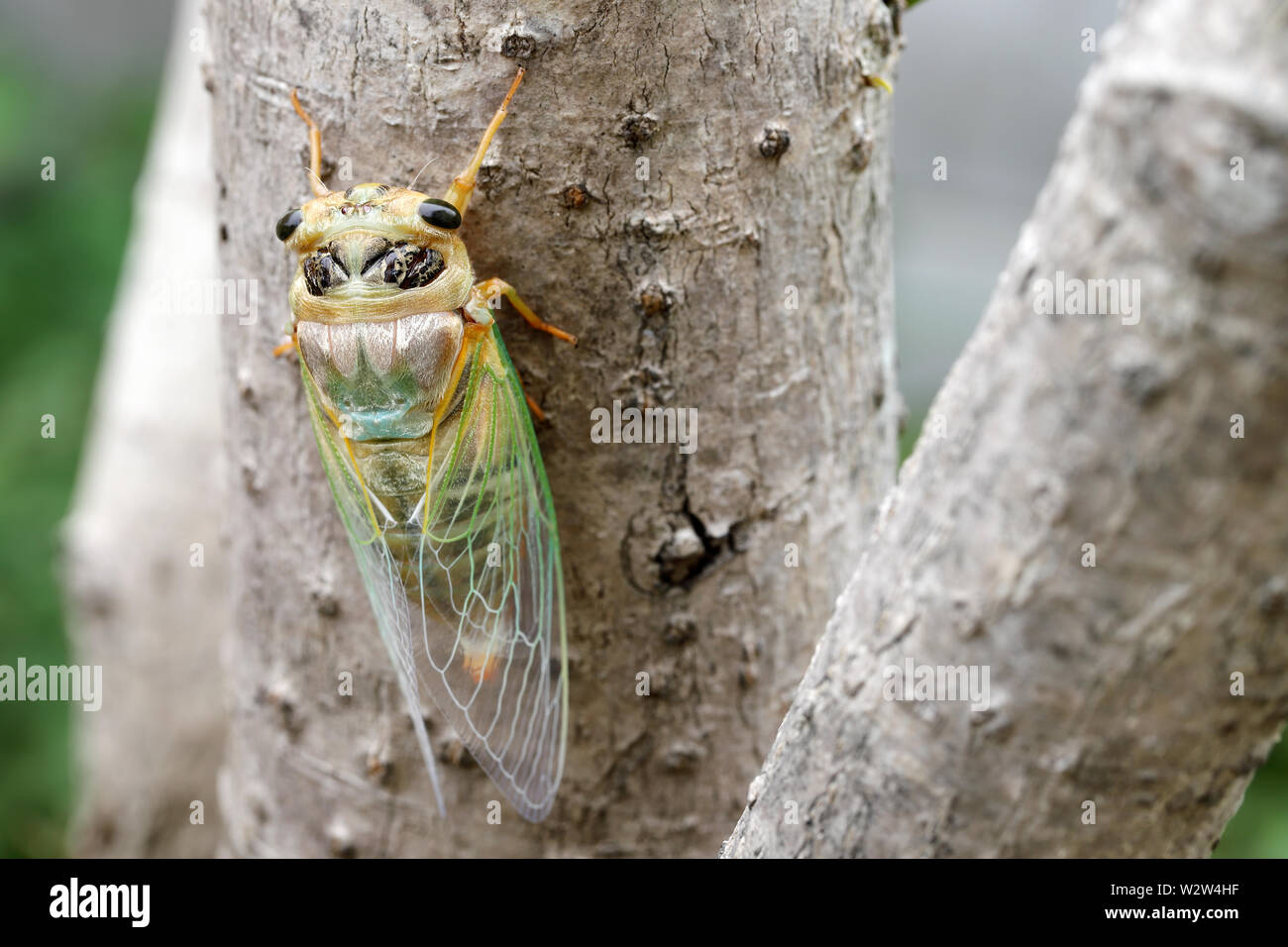 Macro image of a newly cicada molting process Stock Photo - Alamy