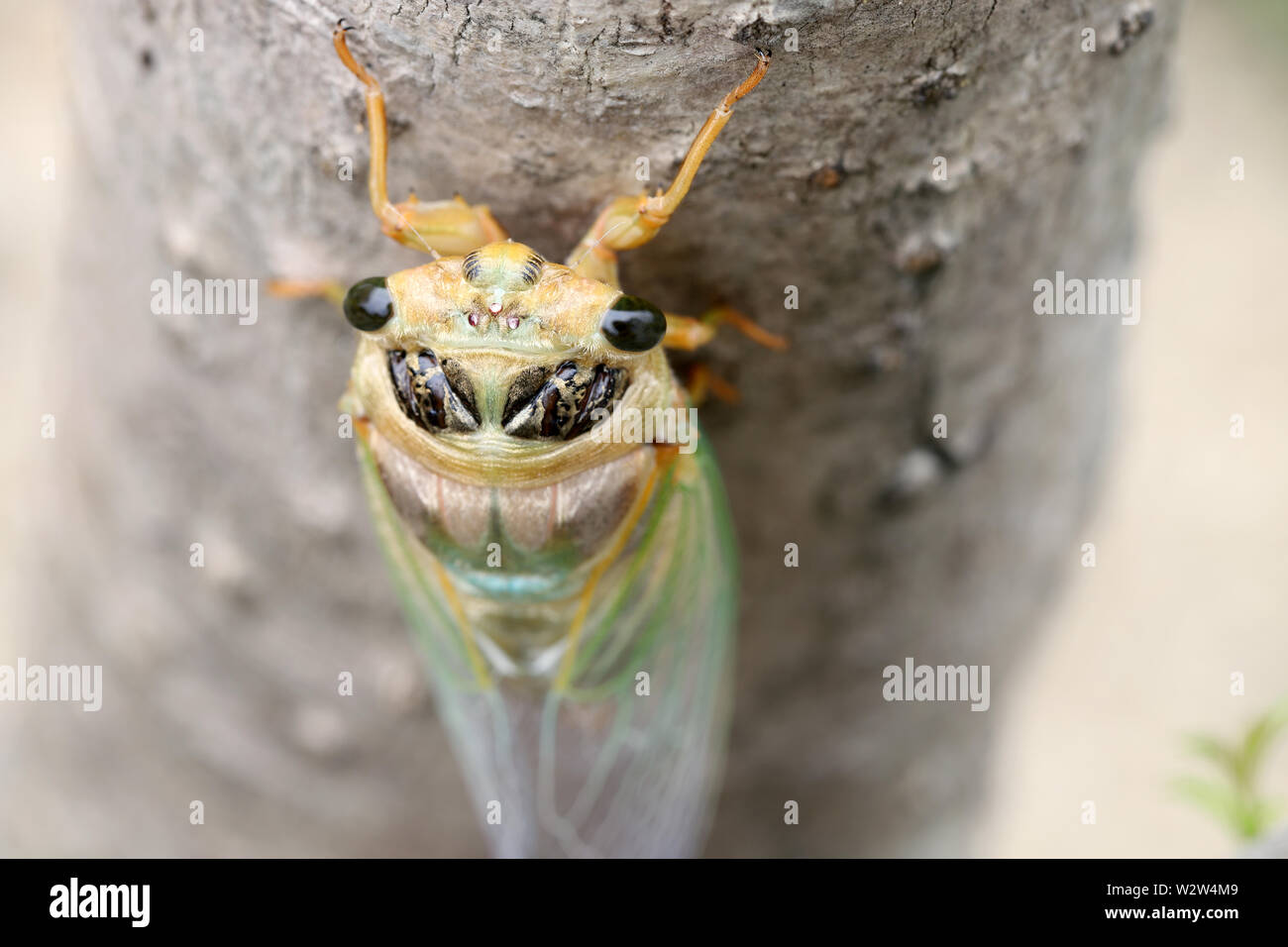 Macro image of a newly cicada molting process Stock Photo - Alamy