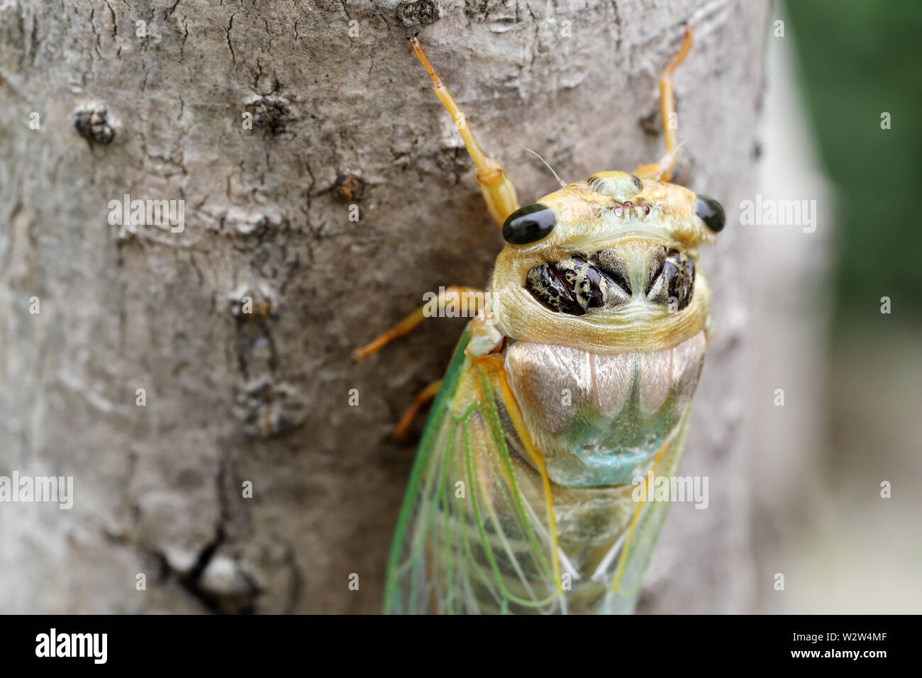 Macro image of a newly cicada molting process Stock Photo - Alamy