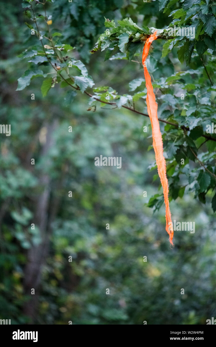 An orange ribbon tied on a green branch of a tree against the ...