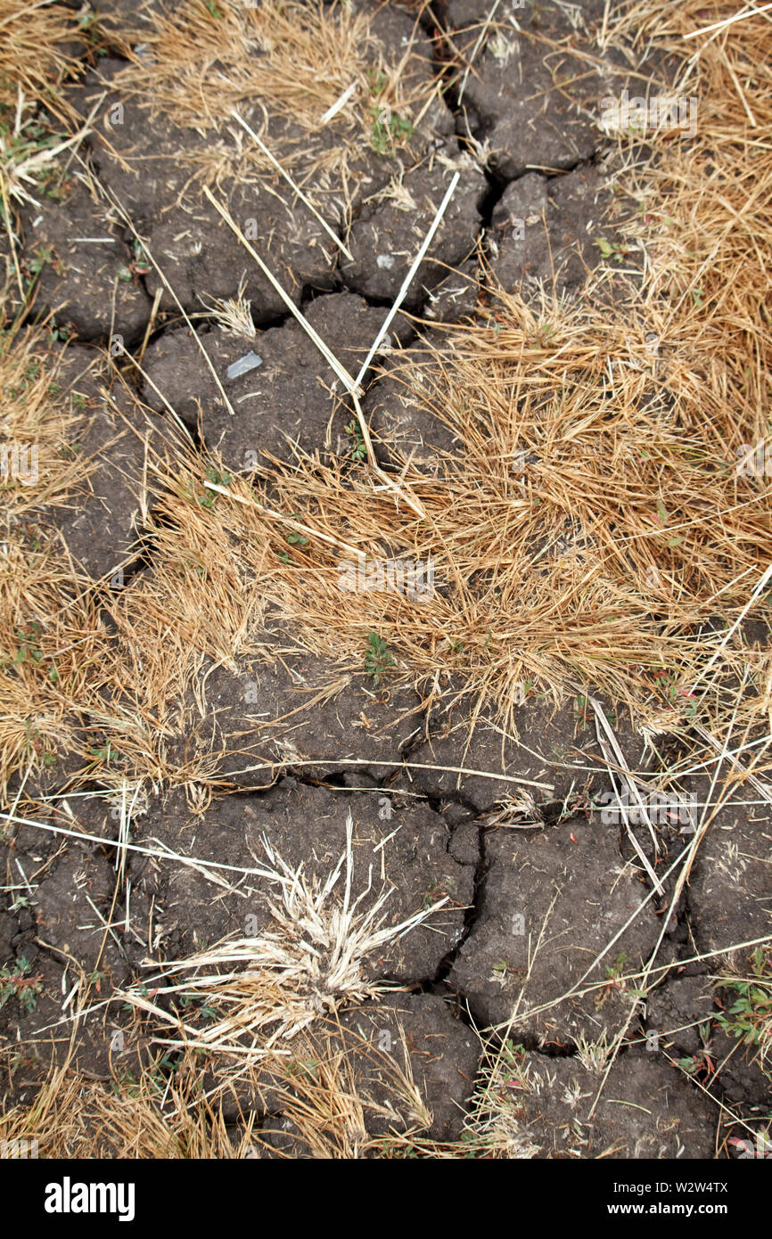 Closeup of cracked earth and dry grass, environmental concept ...