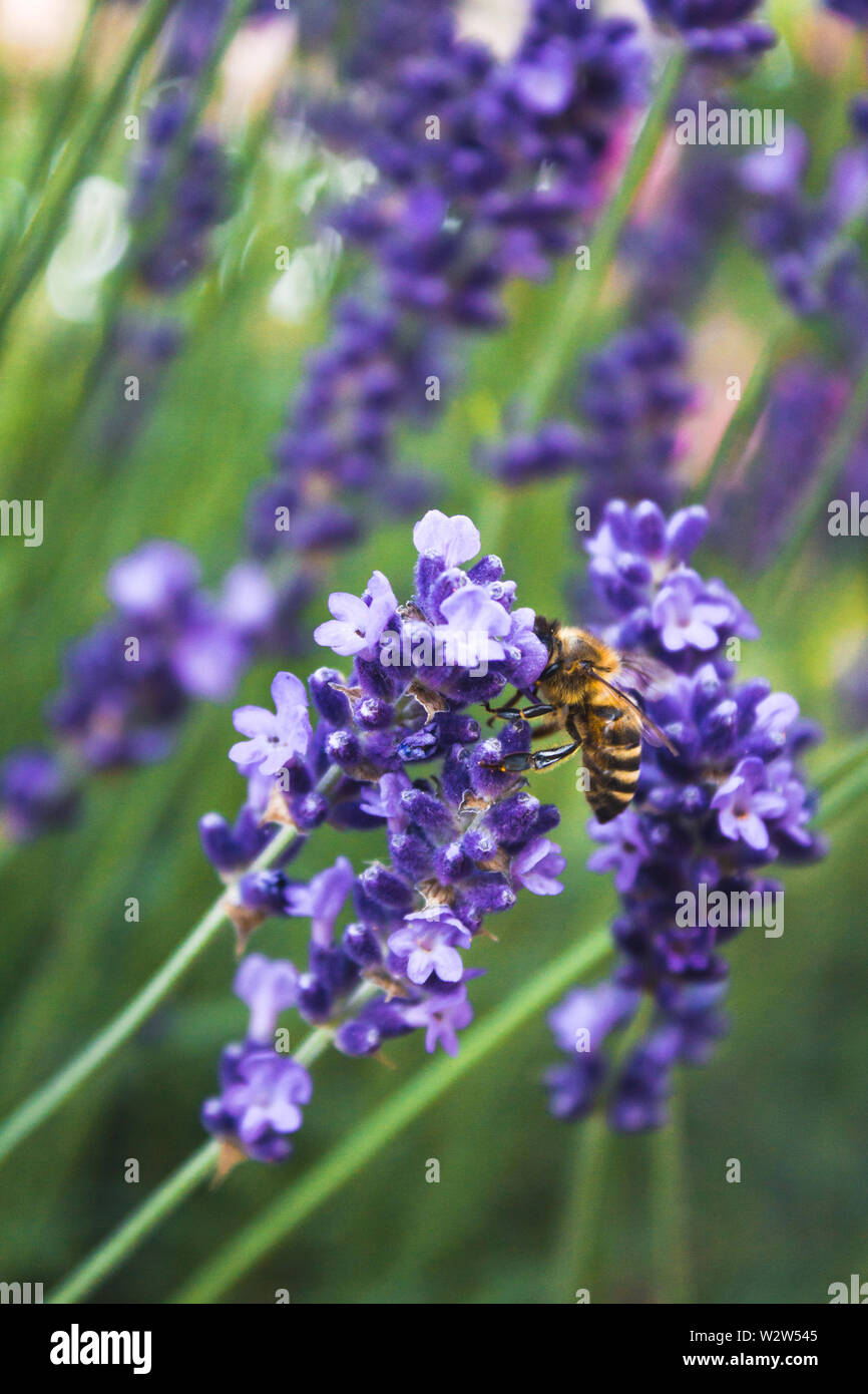 Bee collecting pollen from a lavender flower Stock Photo - Alamy