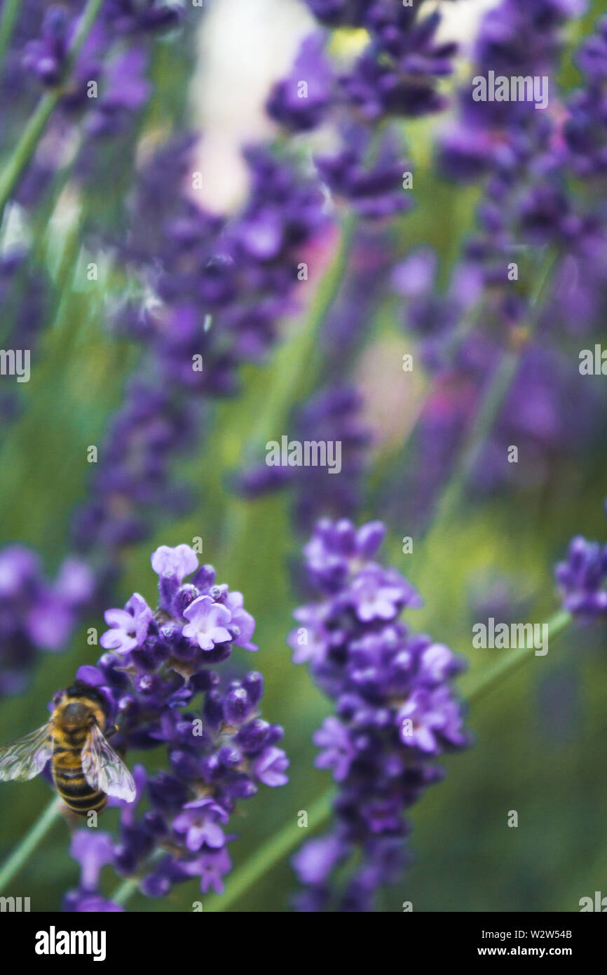 Bee collecting pollen from a lavender flower Stock Photo - Alamy