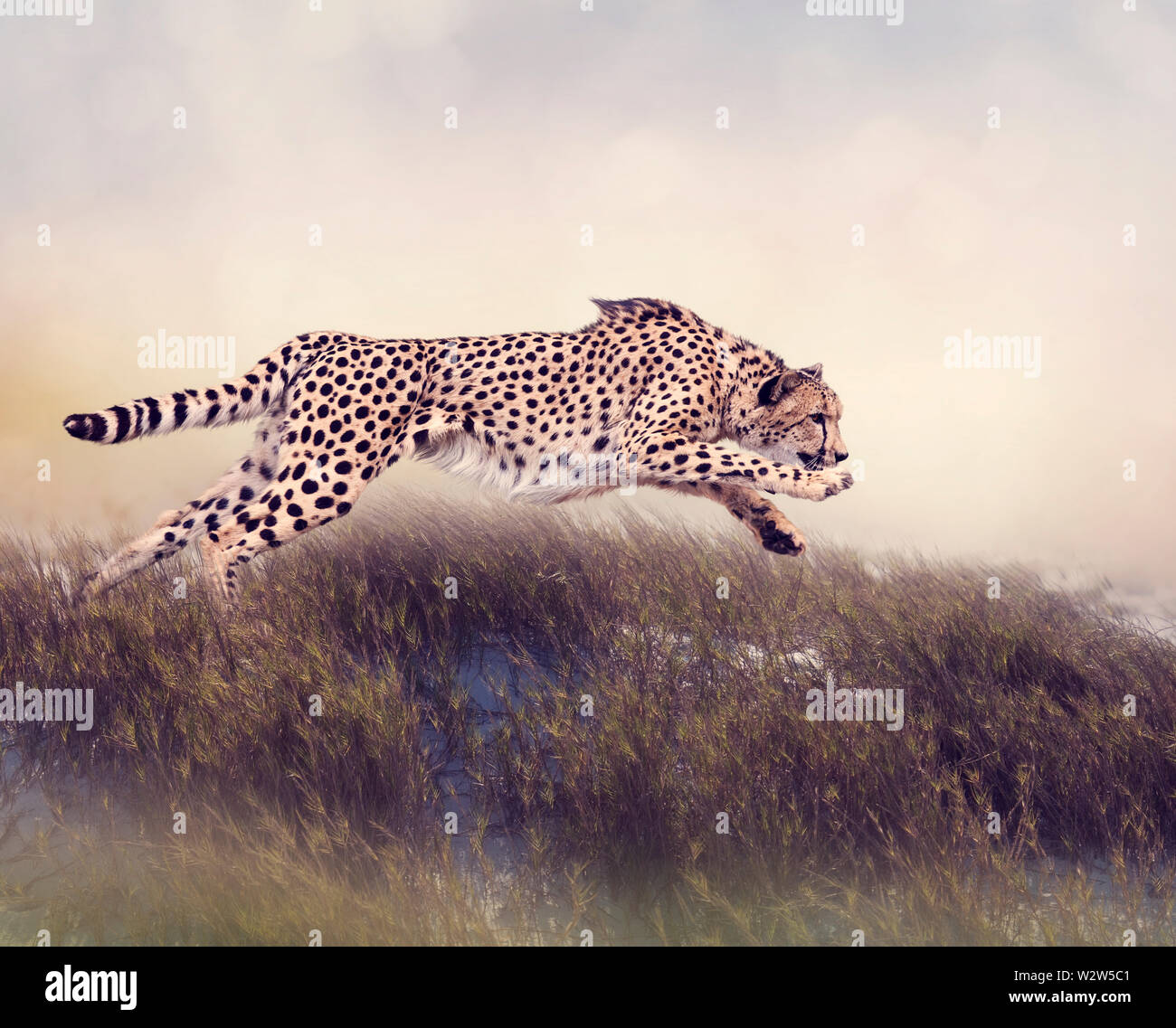 African grassland cheetah running hi-res stock photography and images ...