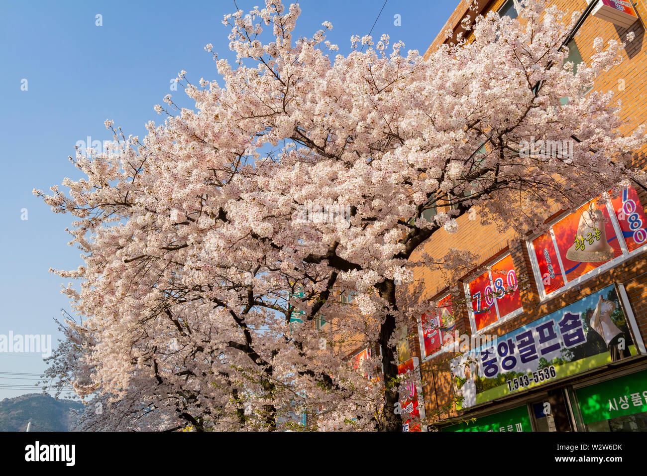 Busan, APR 2: Beautiful cherry tree blossom in downtown on APR 2, 2014 ...