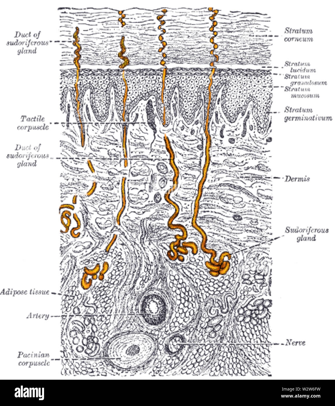 Glandular secretion hi-res stock photography and images - Alamy