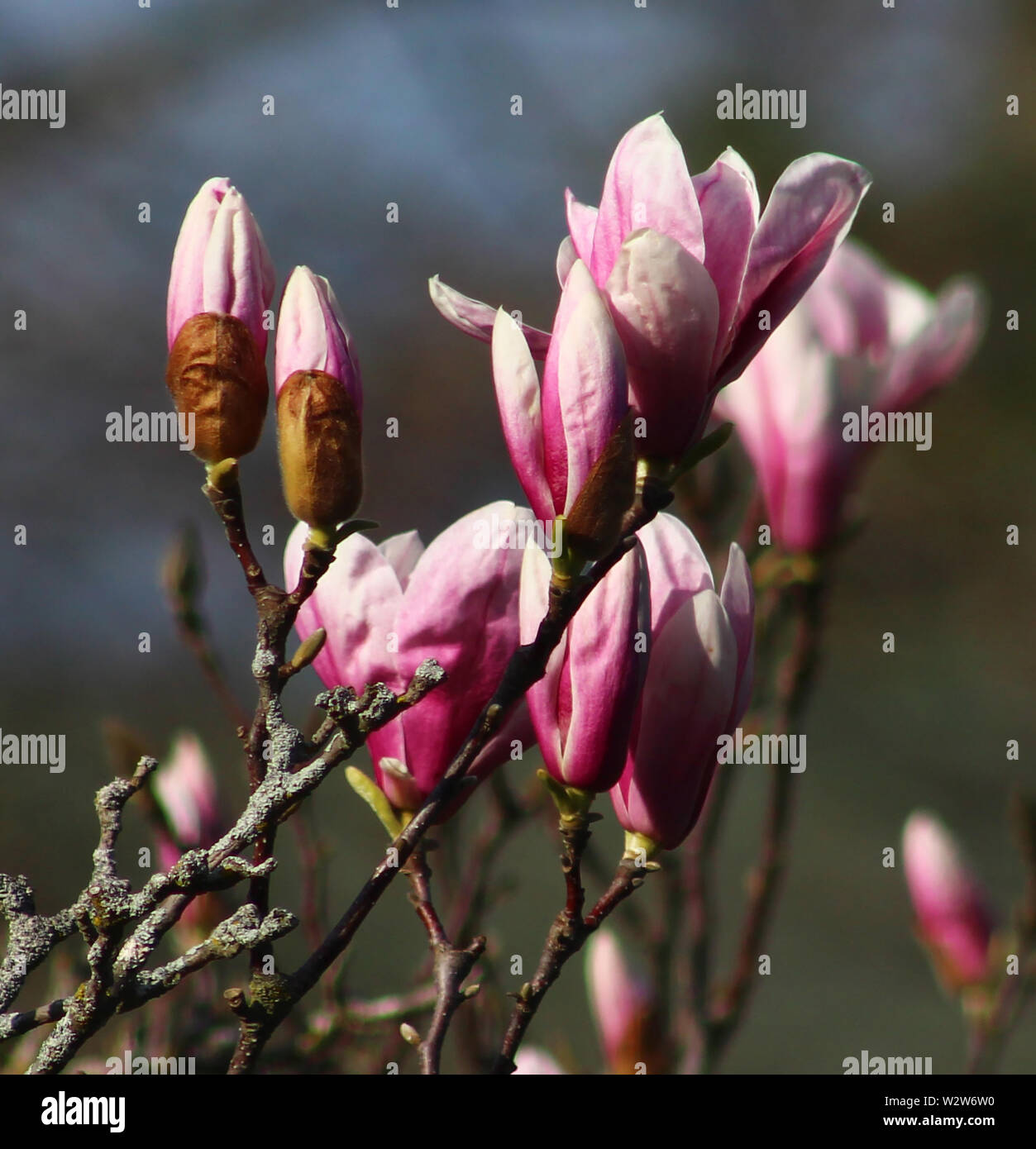 Tree buds beginning to bloom in spring Stock Photo - Alamy