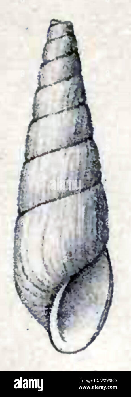 Nitidus hi-res stock photography and images - Alamy