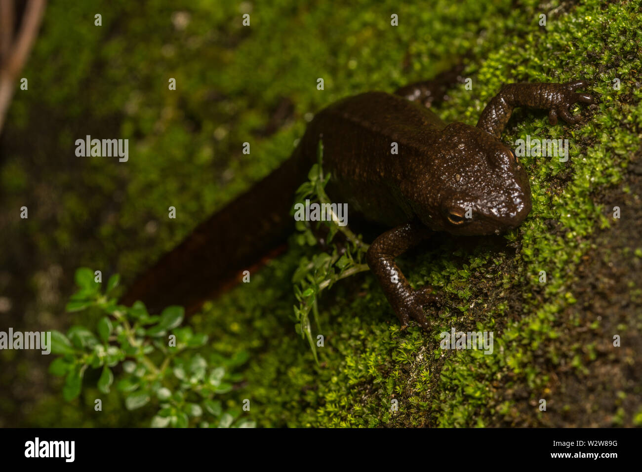 Parietal ridge hi-res stock photography and images - Alamy