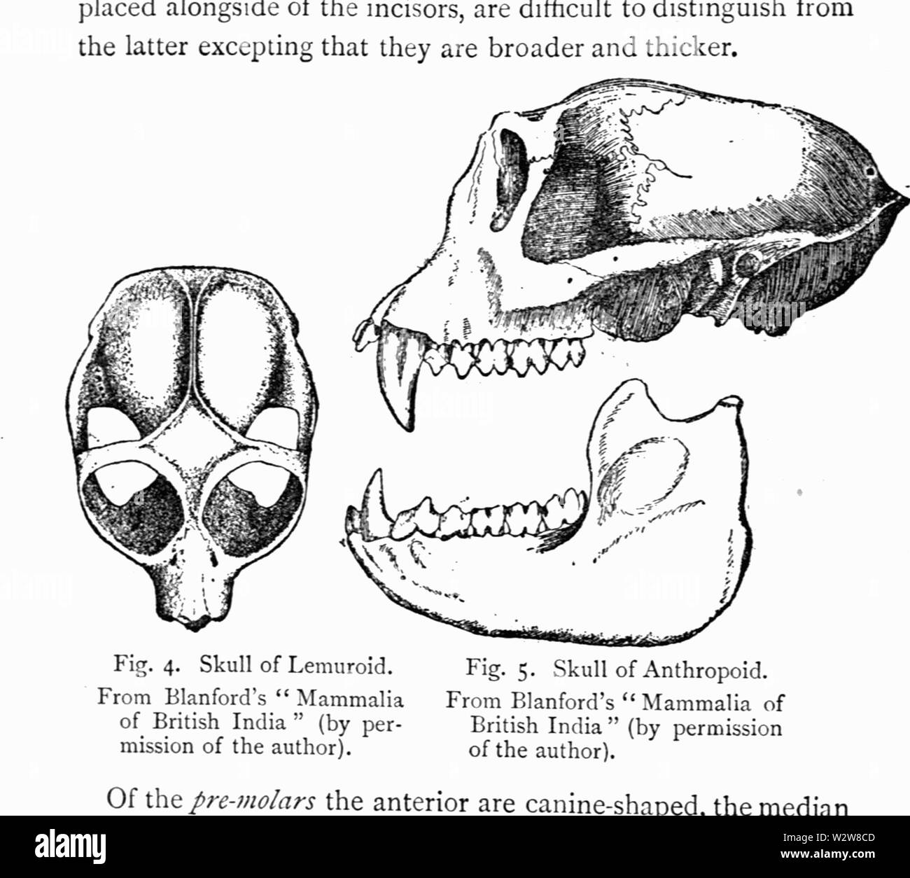 Hand-book to the Primates 03 Stock Photo - Alamy