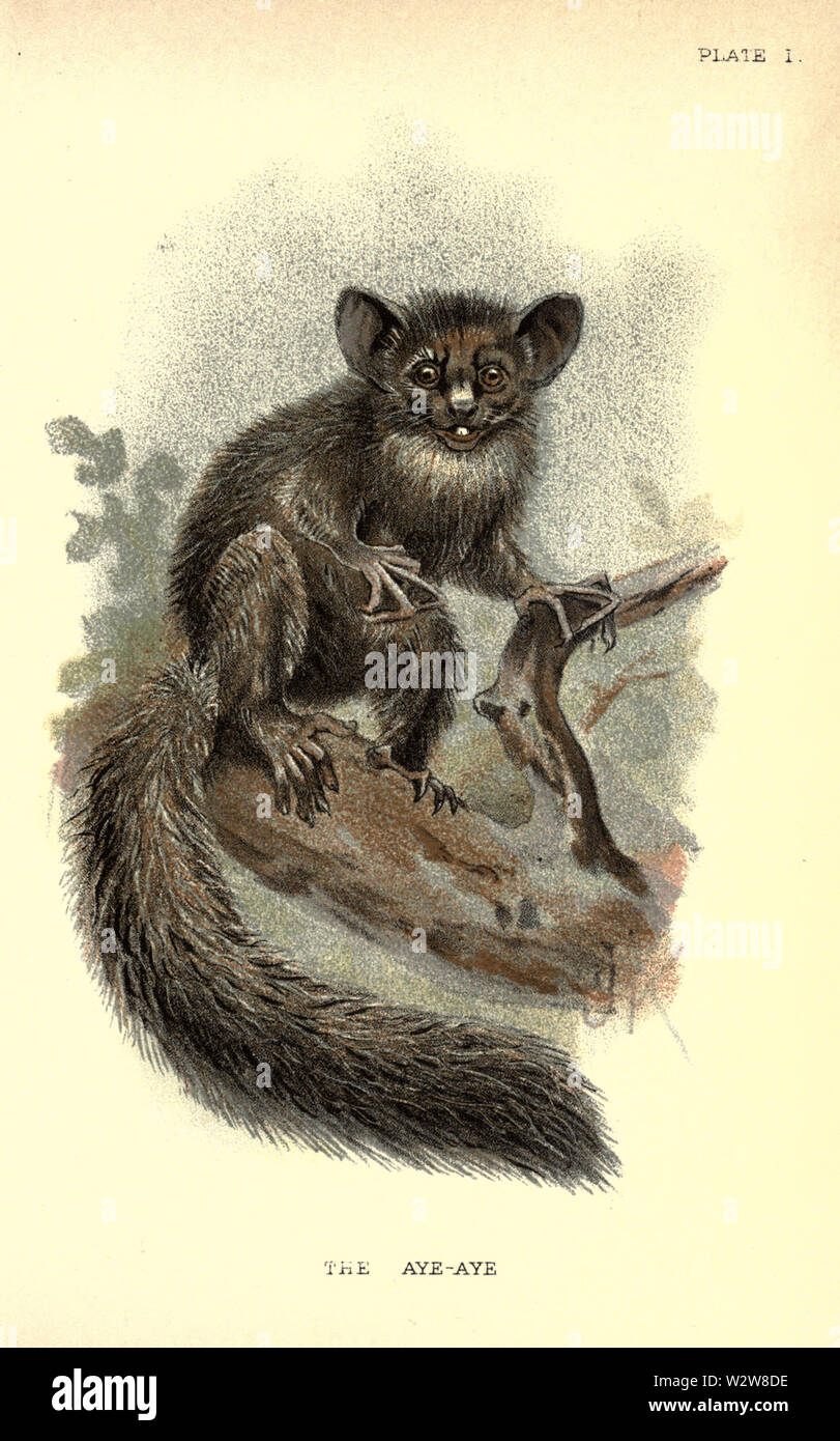 Primates hand hi-res stock photography and images - Alamy