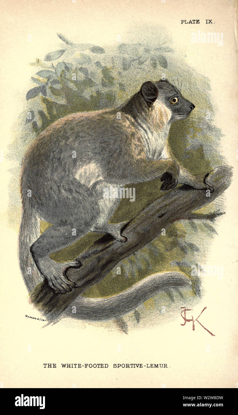 Hand-book to the Primates 14 Stock Photo - Alamy